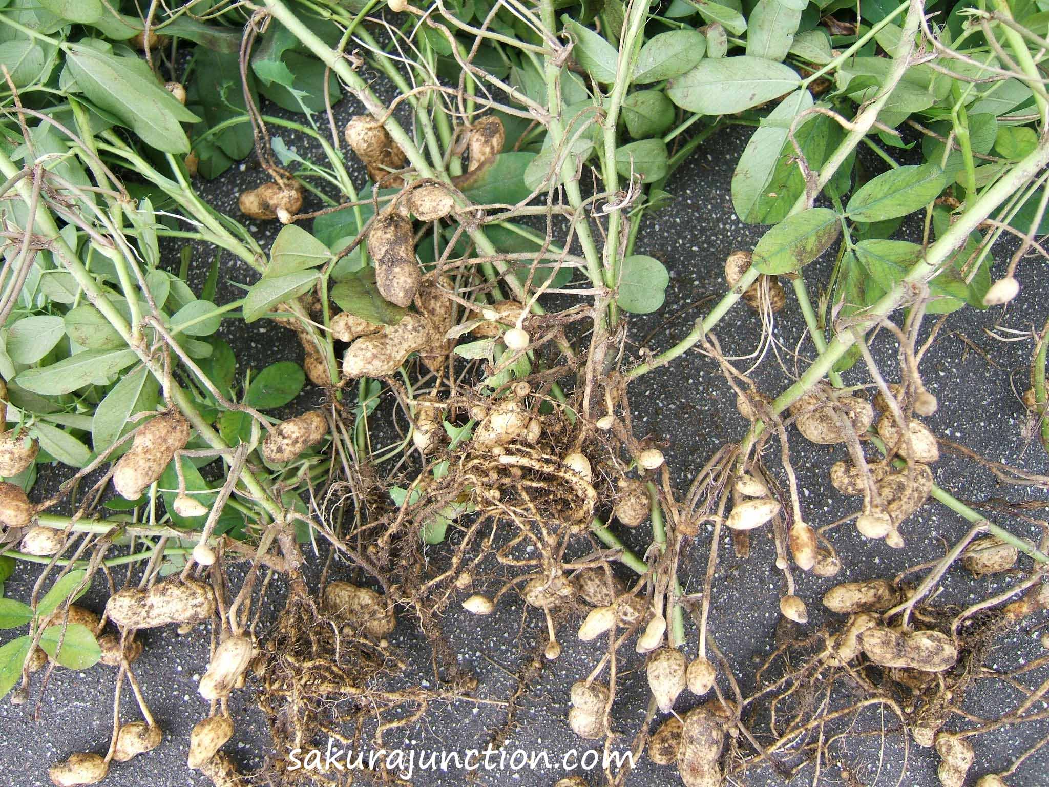 Growing Peanuts | Sakura Junction
