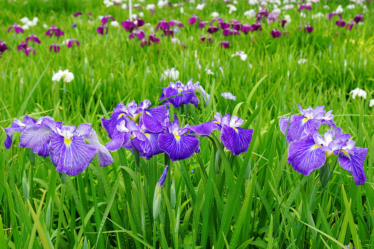 Shobu (菖蒲) / Iris | Sakura Junction