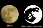 Moon Rabbits | Sakura Junction