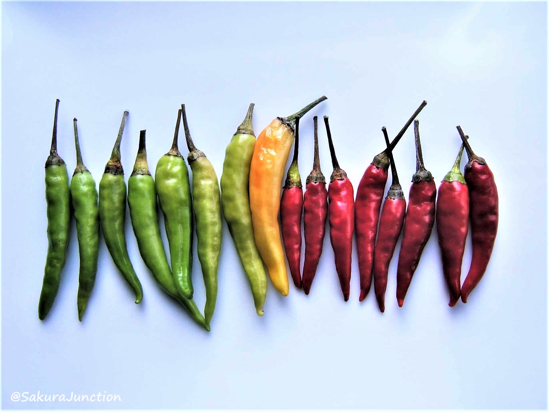 Weekend Photo – Chili Rainbow | Sakura Junction