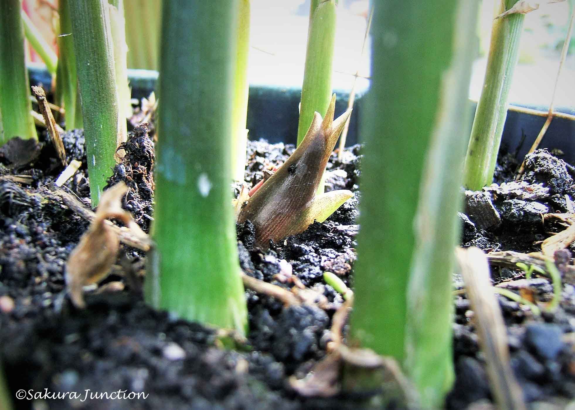 Weekend Photo – ‘Myoga’ Japanese Ginger | Sakura Junction